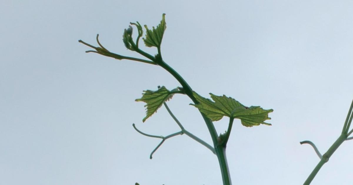 La surface foliaire dans tous ses états | Le vigneron Champenois
