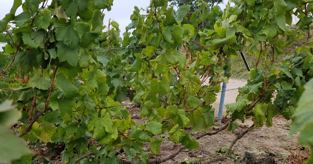 L’enroulement viral de la vigne | Le vigneron Champenois